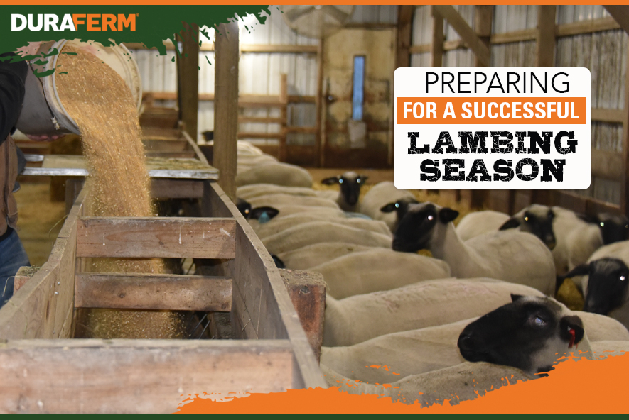 Preparing for a Successful Lambing Season - DuraFerm