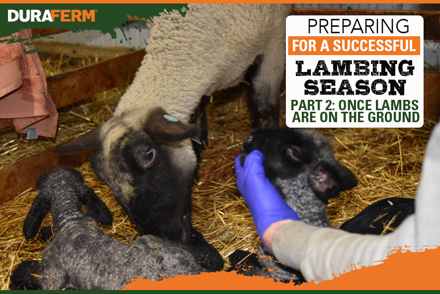 Preparing For a Successful Lambing Season: Part II - DuraFerm