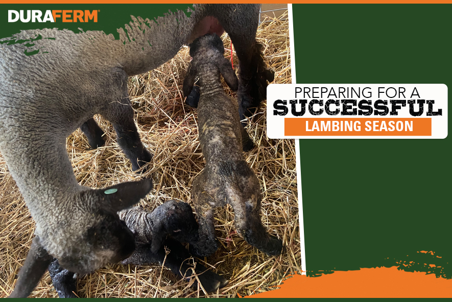 Preparing for a Successful Lambing Season - DuraFerm