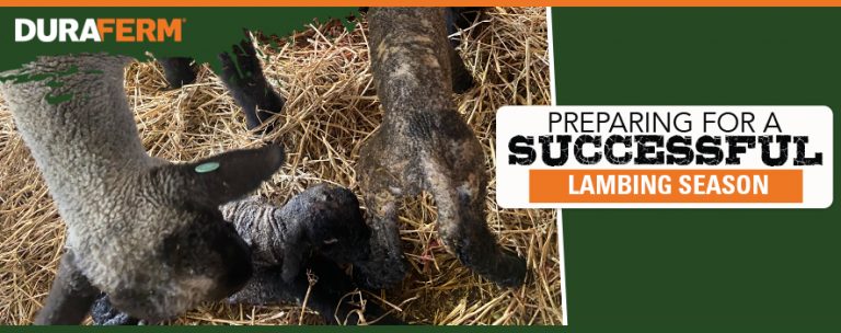 Preparing for a Successful Lambing Season - DuraFerm