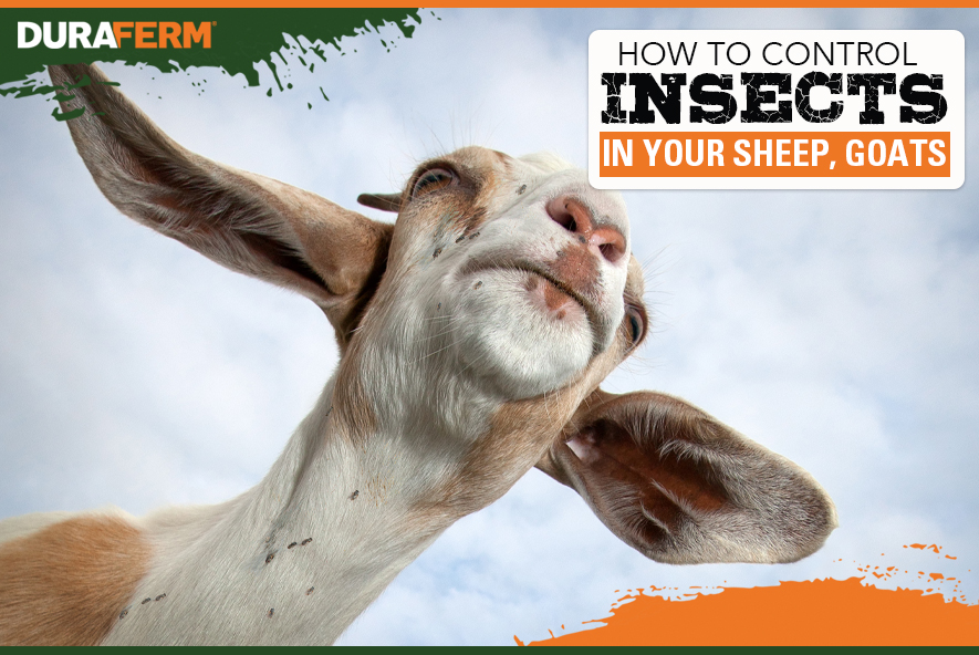 How to Control Insects in your Sheep, Goats - DuraFerm