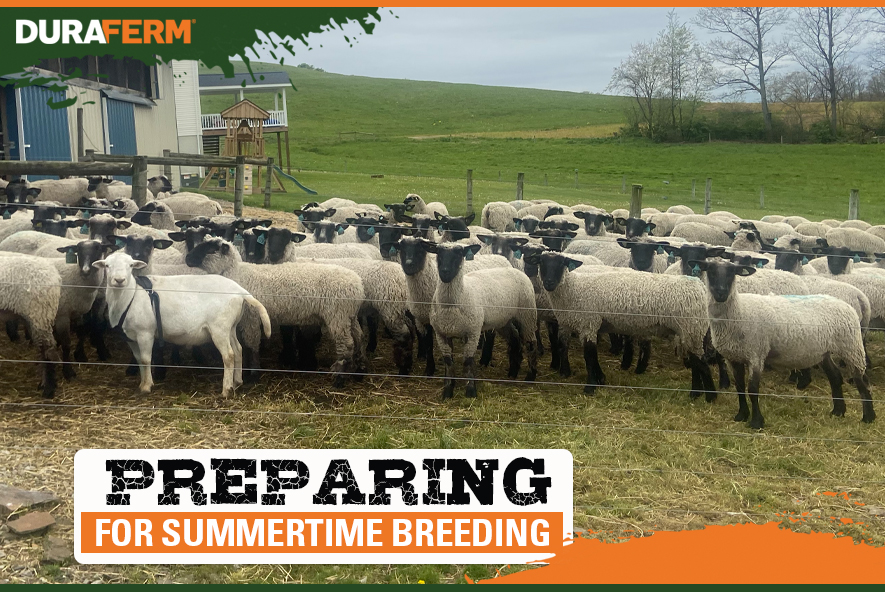Preparing for Summertime Breeding - DuraFerm