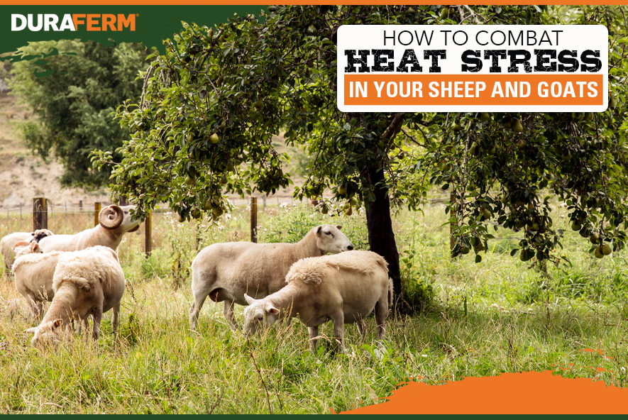 How to Combat Heat Stress in Sheep and Goats - DuraFerm