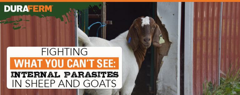 Fighting What you can’t See: Internal Parasites in Sheep and Goats ...