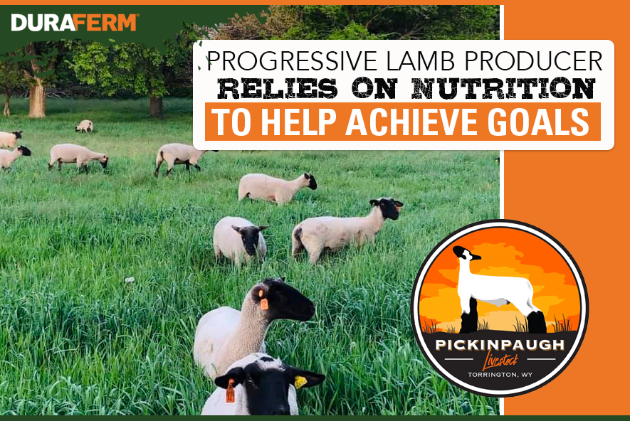 Progressive Lamb Producer Relies on Nutrition to Help Achieve Goals ...
