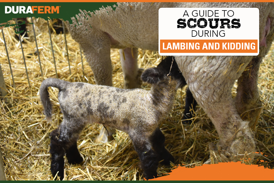 A Guide to Scours During Lambing and Kidding - DuraFerm