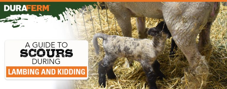 A Guide to Scours During Lambing and Kidding - DuraFerm
