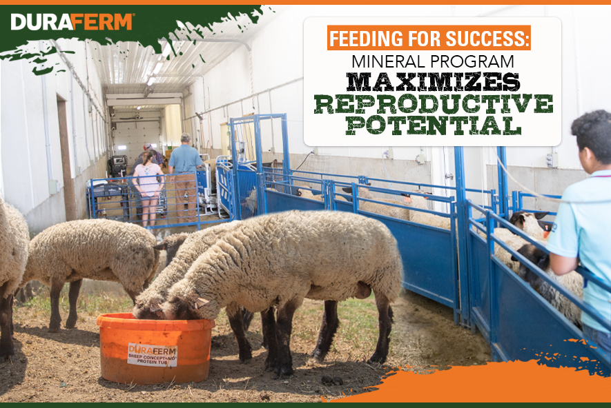 Feeding for Success: Mineral Program Maximizes Reproductive Potential ...