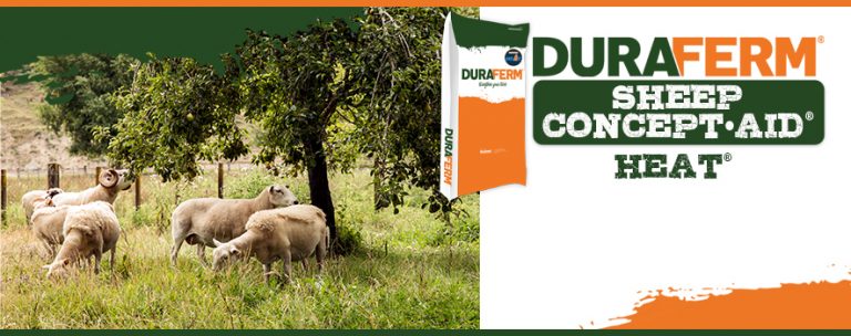 DuraFerm® Sheep Concept•Aid® HEAT® - DuraFerm