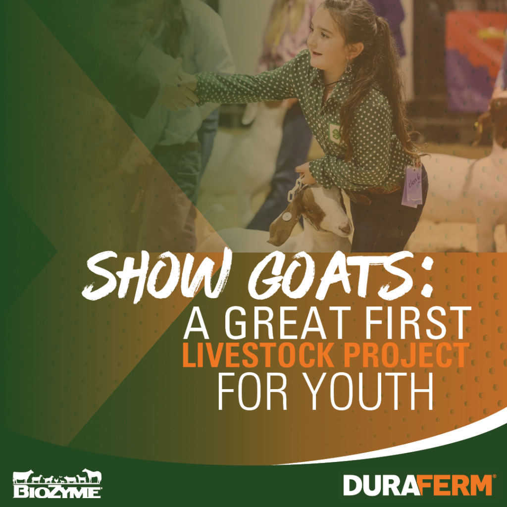 Nutrition for Sheep vs Goats: DuraFerm® Offers Solutions for Both - DuraFerm