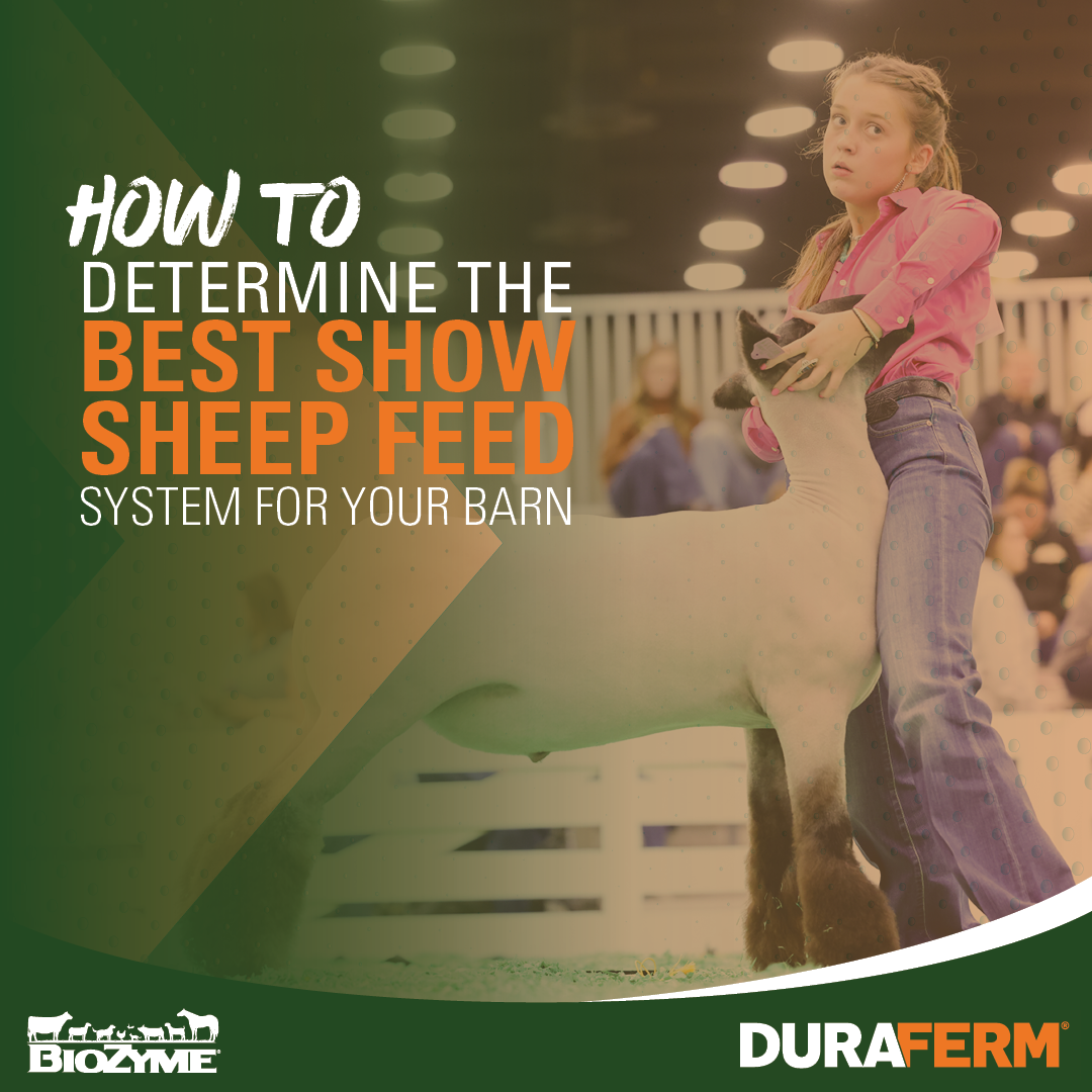 How to Determine the Best Show Sheep Feed System for You