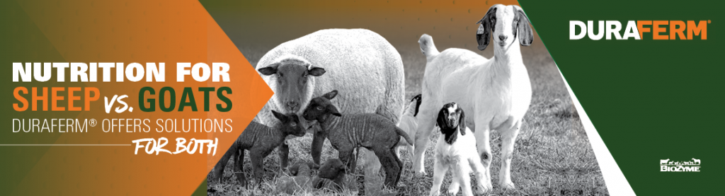 Nutrition for Sheep vs Goats: DuraFerm® Offers Solutions for Both - DuraFerm