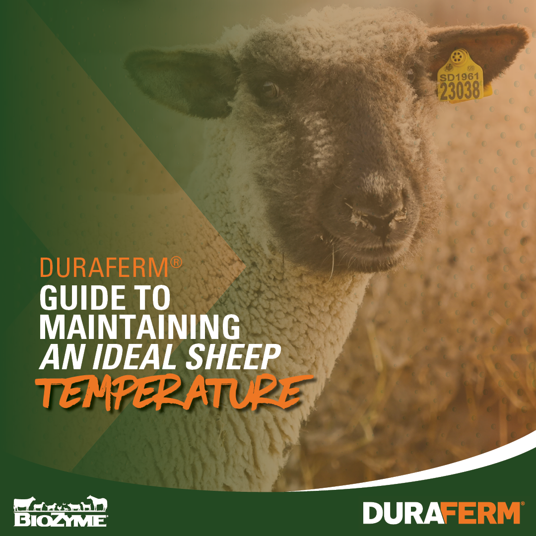 DuraFerm®’s Guide to Maintaining an Ideal Sheep Temperature - DuraFerm