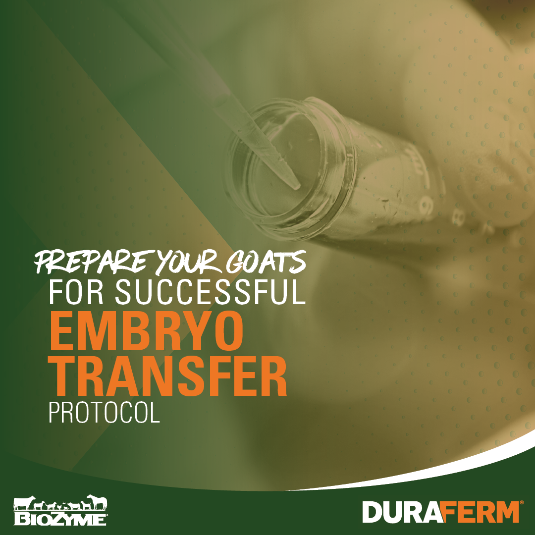 Preparing for Successful Embryo Transfer in Goats - DuraFerm