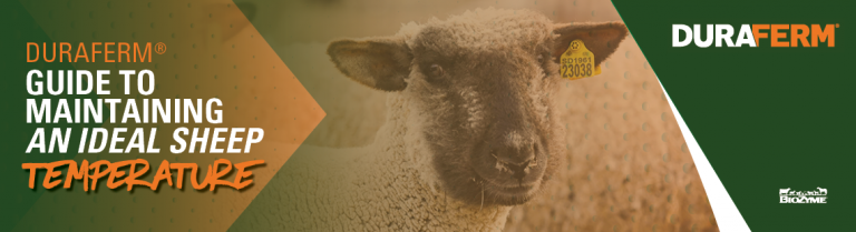 DuraFerm®’s Guide to Maintaining an Ideal Sheep Temperature - DuraFerm