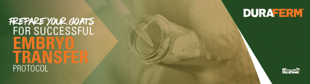 Preparing for Successful Embryo Transfer in Goats - DuraFerm