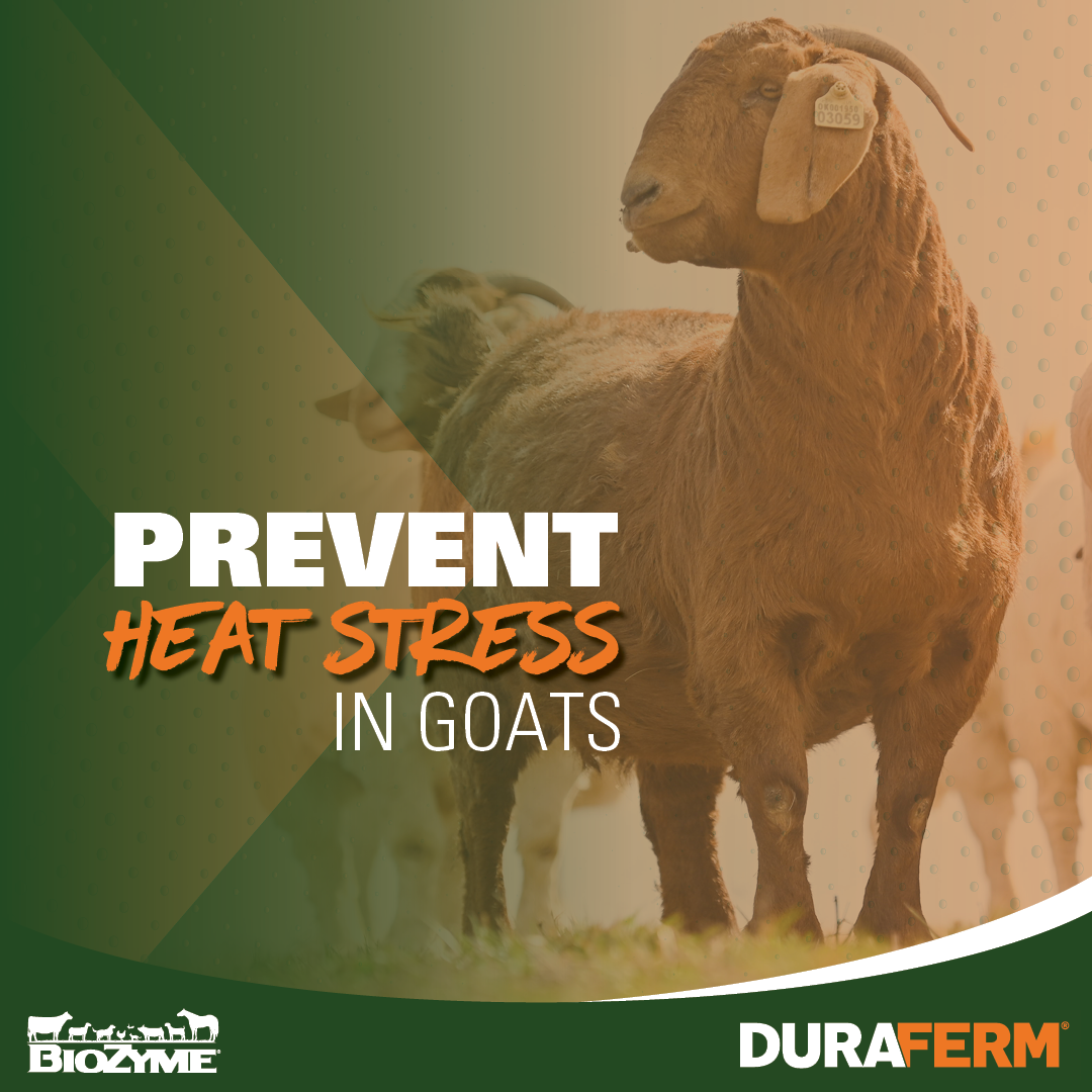 Prevent Heat Stress in Goats - DuraFerm