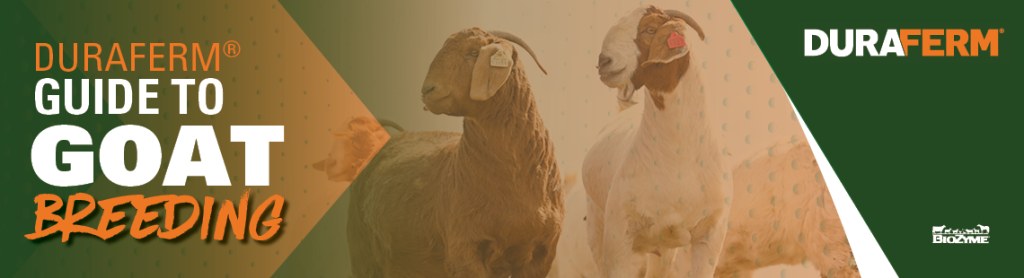 The DuraFerm® Guide to Goat Breeding - DuraFerm