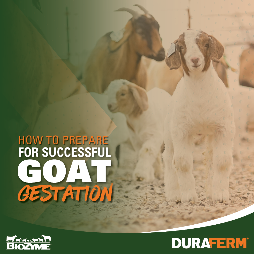 How to Prepare for Successful Goat Gestation - DuraFerm How to Prepare for Successful Goat Gestation - DuraFerm