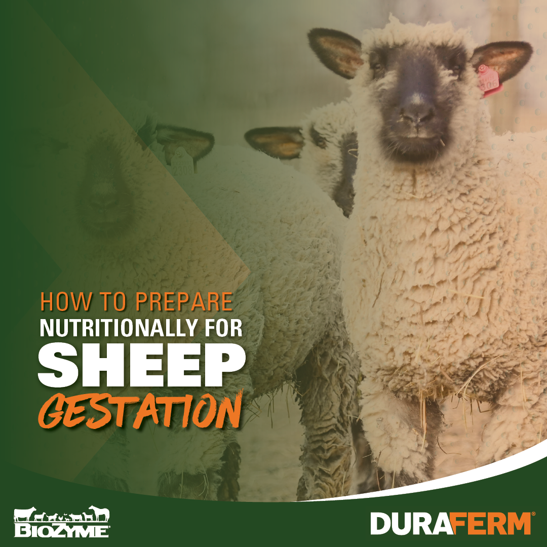 How to Prepare Nutritionally for Sheep Gestation - DuraFerm How to Prepare Nutritionally for Sheep Gestation - DuraFerm
