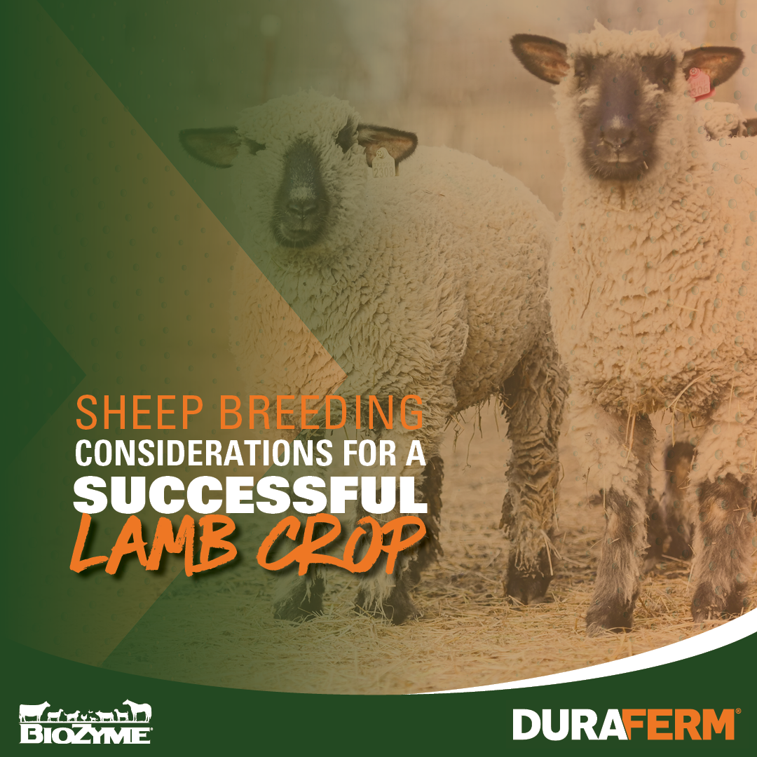 Sheep Breeding Considerations for a Successful Lamb Crop - DuraFerm
