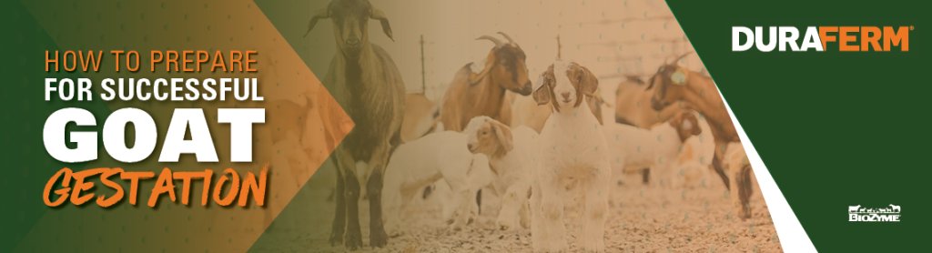 How to Prepare for Successful Goat Gestation - DuraFerm