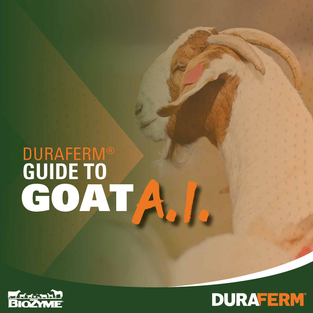 A Guide to Goat AI - DuraFerm