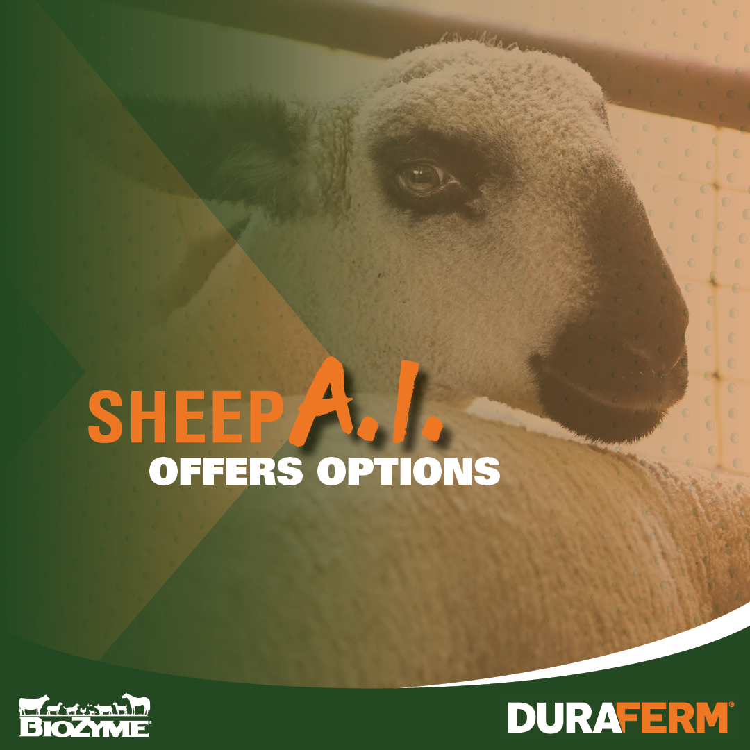 Sheep AI Offers Options - DuraFerm Sheep AI Offers Options - DuraFerm