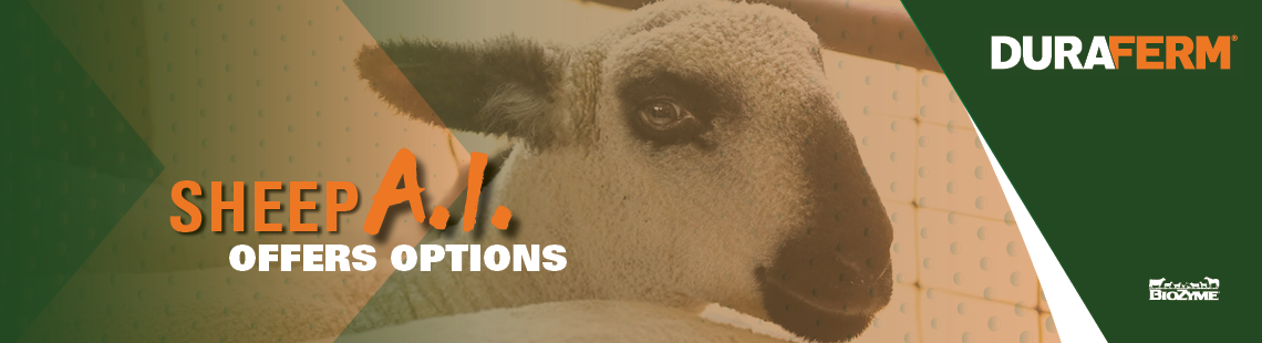 Sheep AI Offers Options - DuraFerm