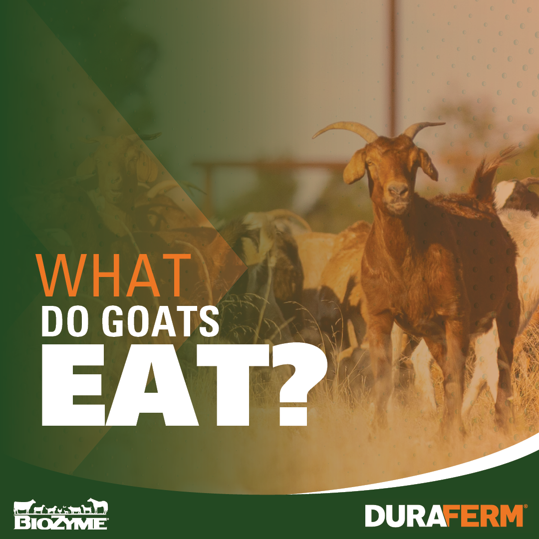 What Do Goats Eat? - DuraFerm