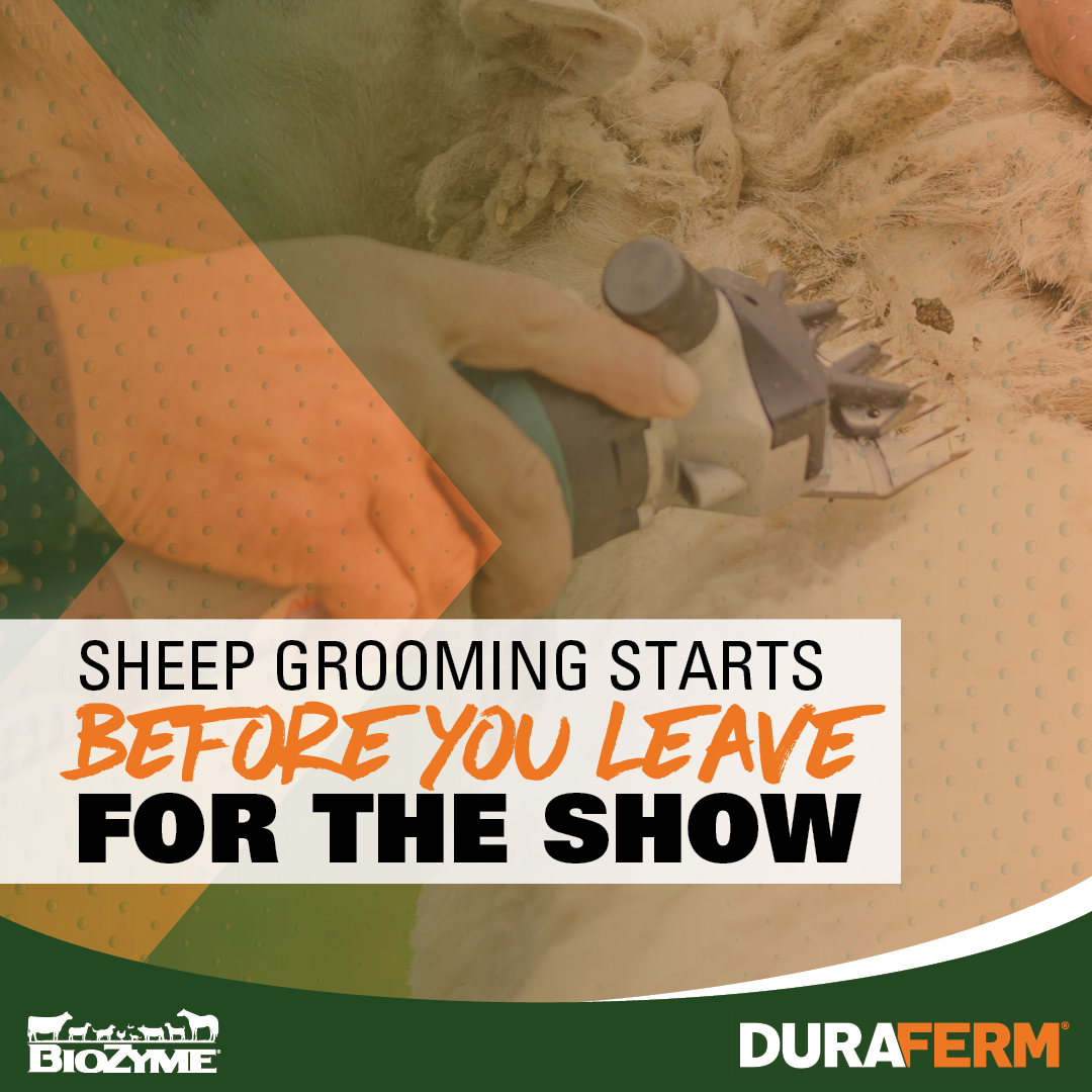 Sheep Grooming Starts Before You Leave for the Show - DuraFerm