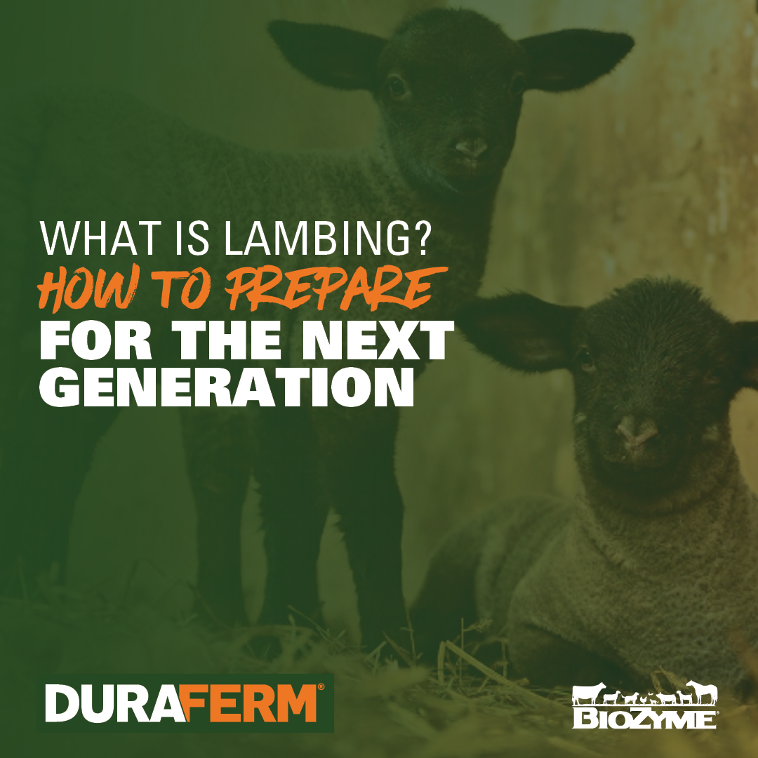 What is Lambing? How to Prepare for the Next Generation - DuraFerm