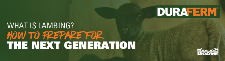 What is Lambing? How to Prepare for the Next Generation - DuraFerm
