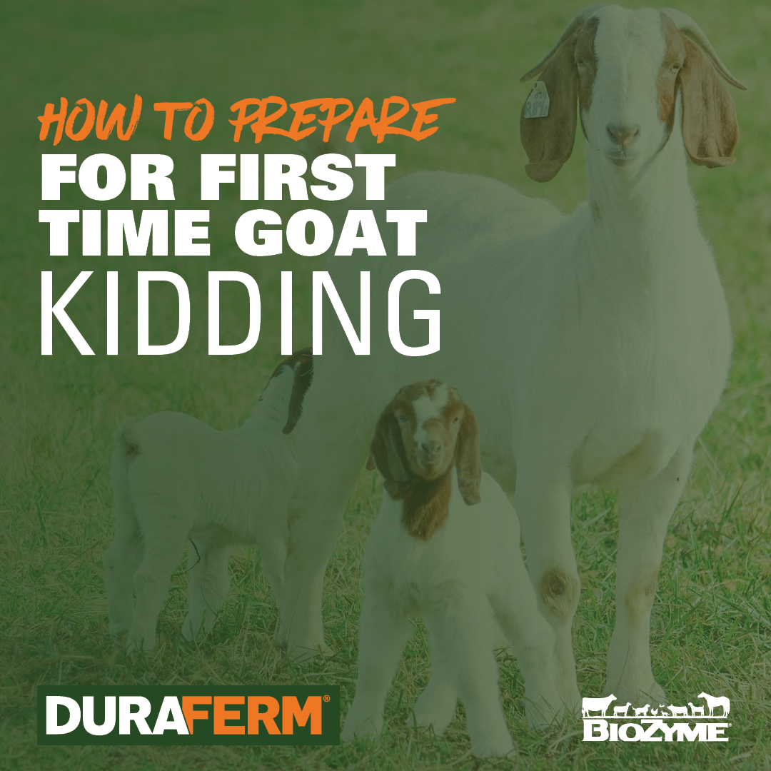 How to Prepare for First Time Goat Kidding - DuraFerm