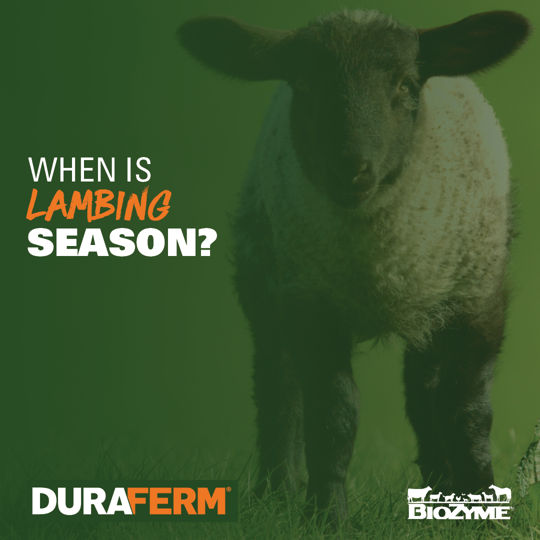 When is Lambing Season? - DuraFerm