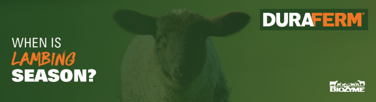 When is Lambing Season? - DuraFerm