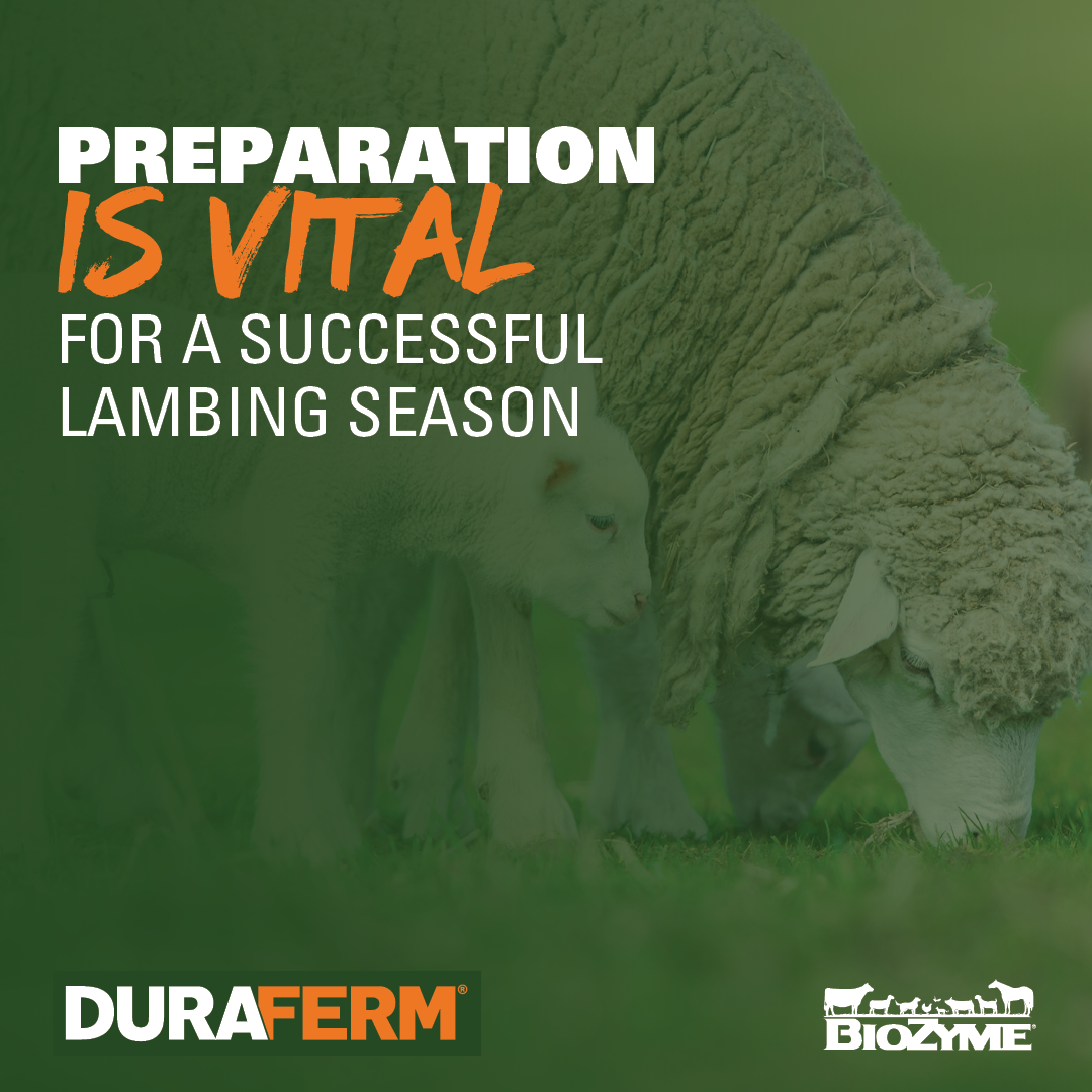 Preparation is Vital for a Successful Lambing Season - DuraFerm