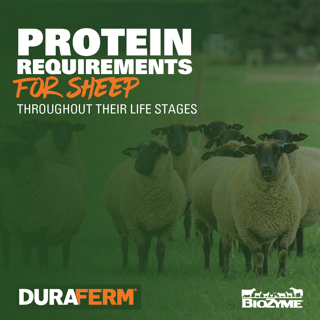 Protein Requirements for Sheep Throughout Their Life Stages - DuraFerm