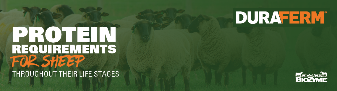 Protein Requirements for Sheep Throughout Their Life Stages - DuraFerm