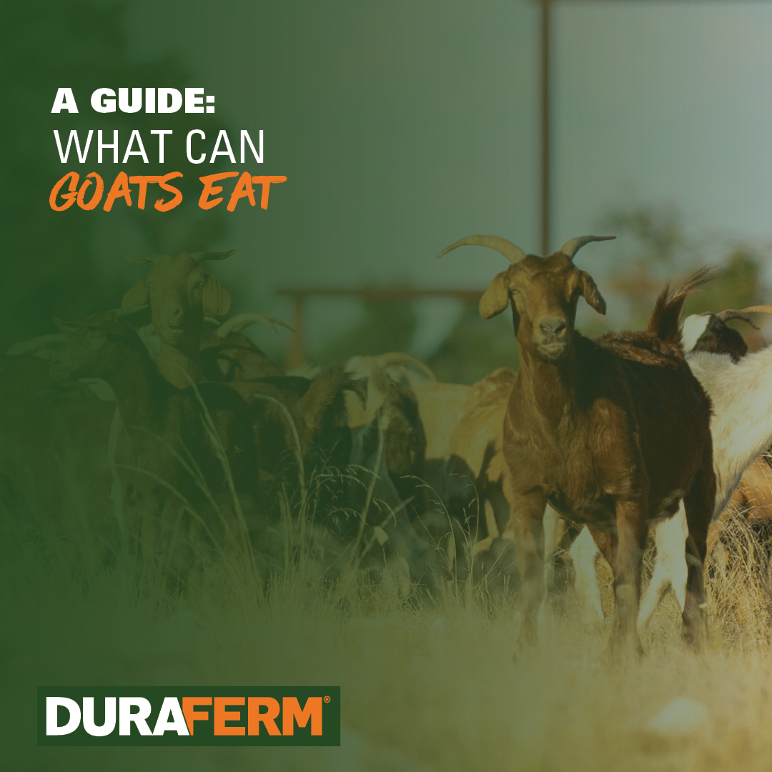 A Guide: What Can Goats Eat - DuraFerm