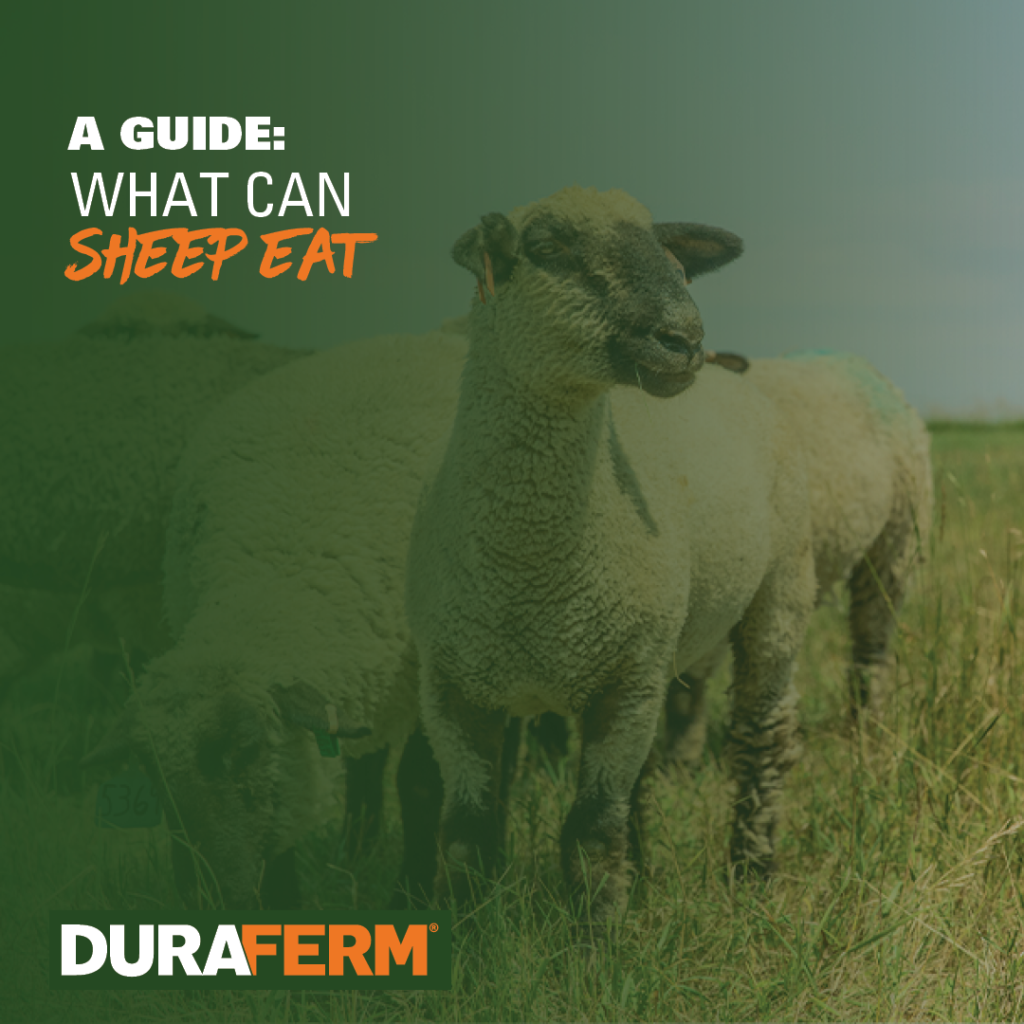 What do Sheep Eat? - DuraFerm