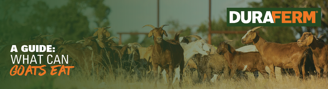 A Guide: What Can Goats Eat - DuraFerm
