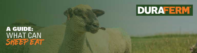 A Guide: What Do Sheep Eat? - DuraFerm