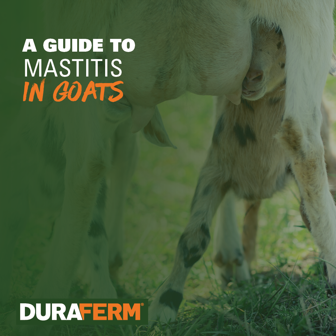 A Guide to Mastitis in Goats - DuraFerm
