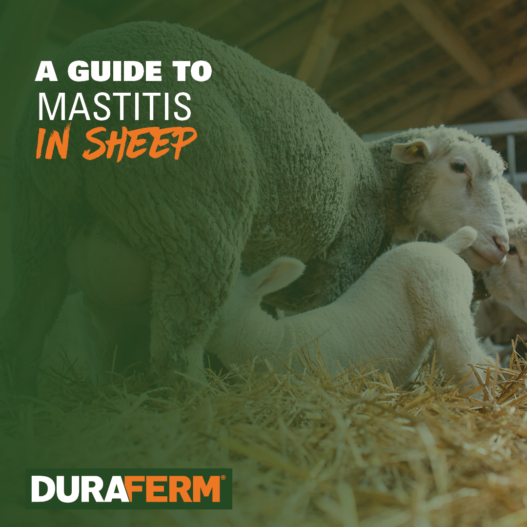 A Guide to Mastitis in Sheep - DuraFerm