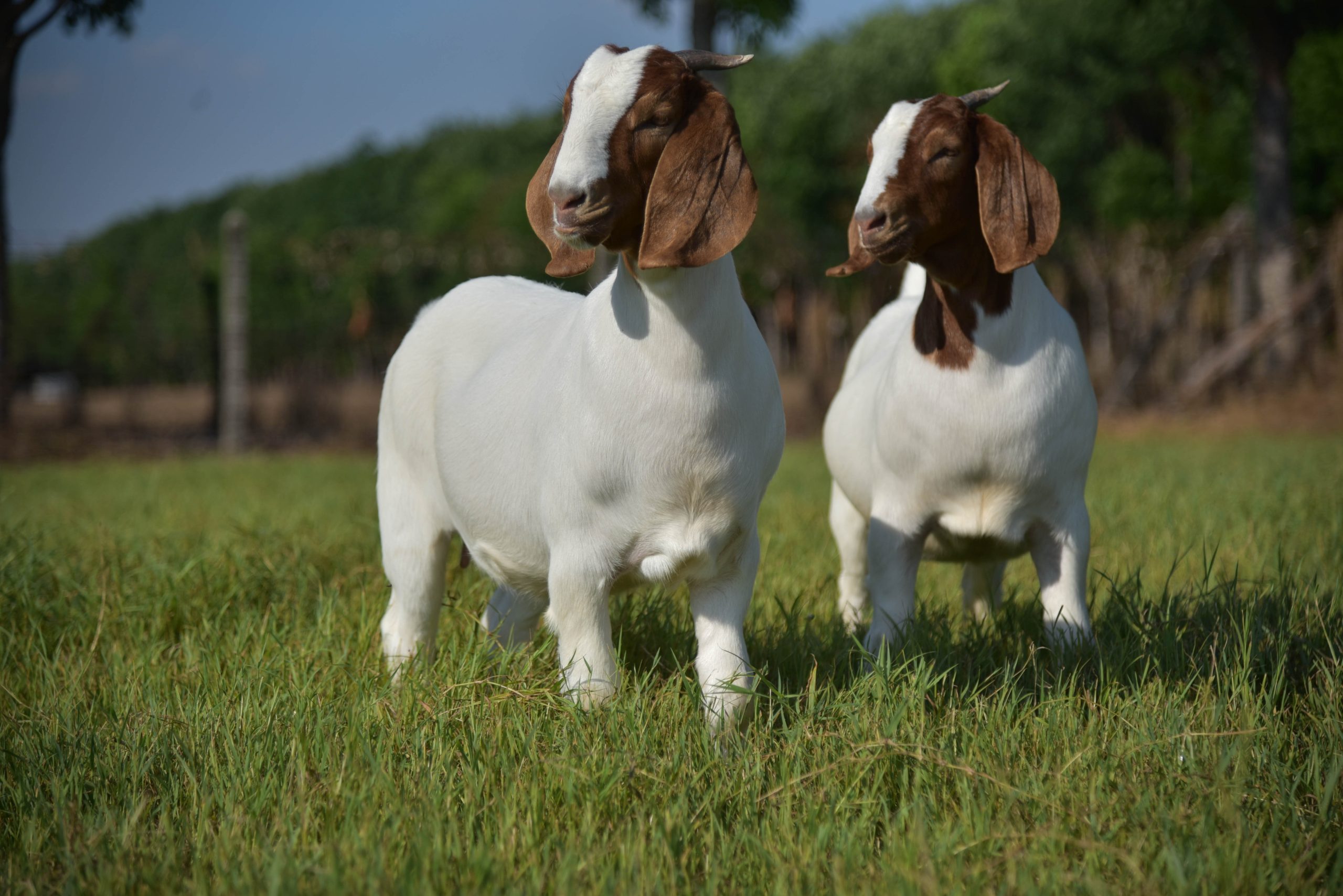 A Guide to Boer Goat Breeding - DuraFerm