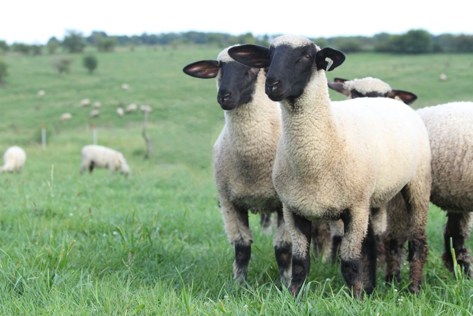 Protein Requirements for Sheep Throughout Their Life Stages - DuraFerm