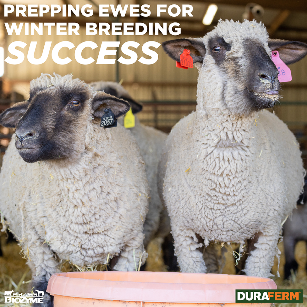 A Guide to Breeding Sheep - DuraFerm