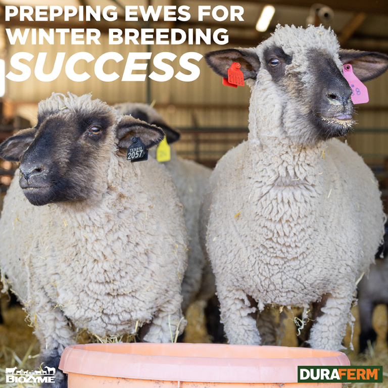 A Guide to Bloat in Sheep - DuraFerm