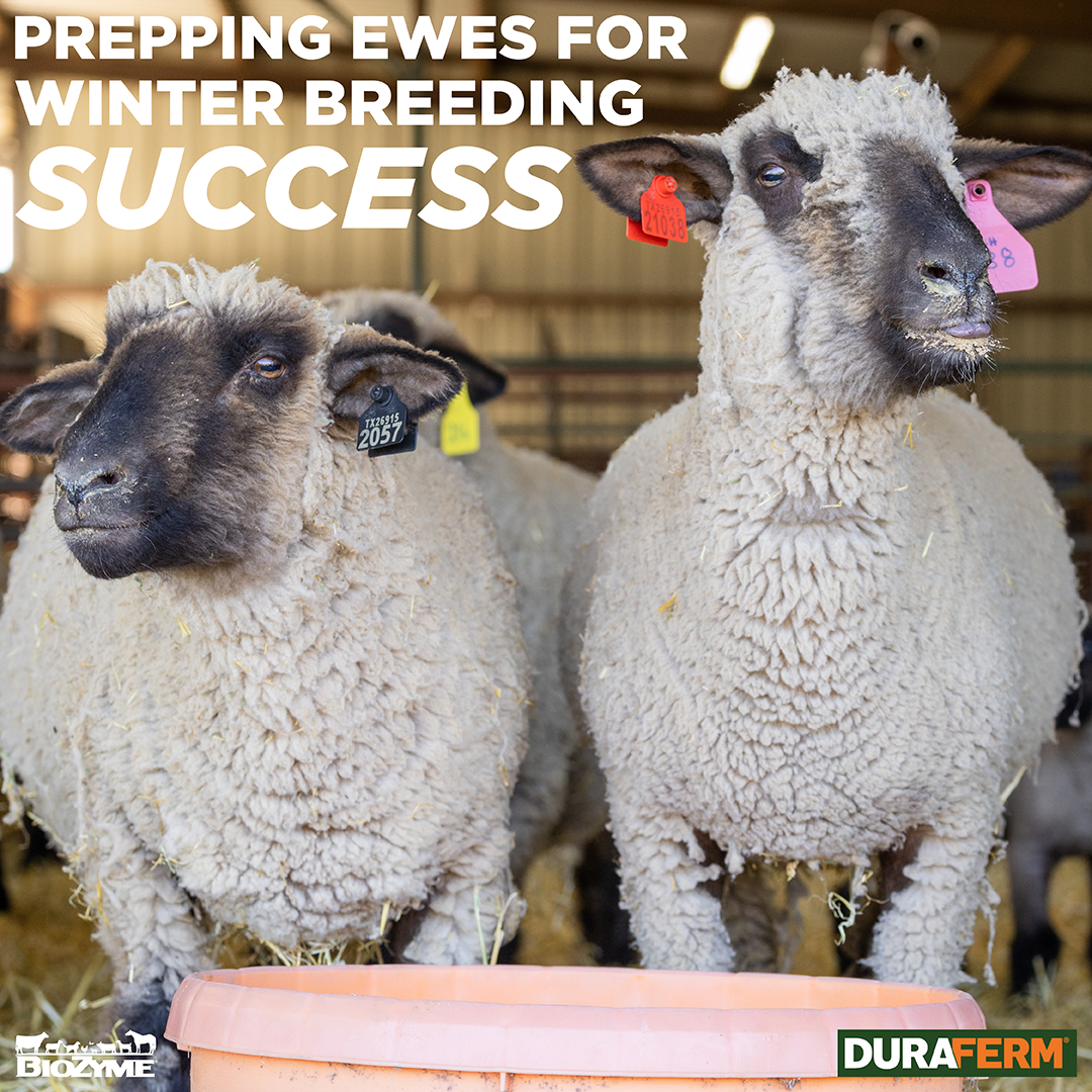 A Guide to Breeding Sheep - DuraFerm